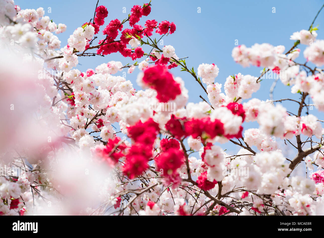 Spring scene, Kinuta Park, Setagaya-Ku, Tokyo, Japan Stock Photo - Alamy