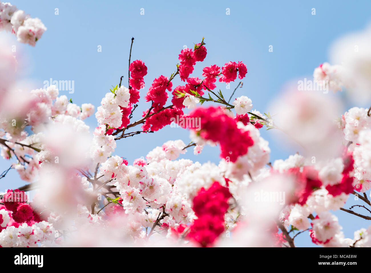 Spring scene, Kinuta Park, Setagaya-Ku, Tokyo, Japan Stock Photo - Alamy