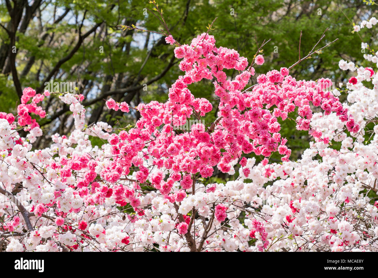 Spring scene, Kinuta Park, Setagaya-Ku, Tokyo, Japan Stock Photo - Alamy