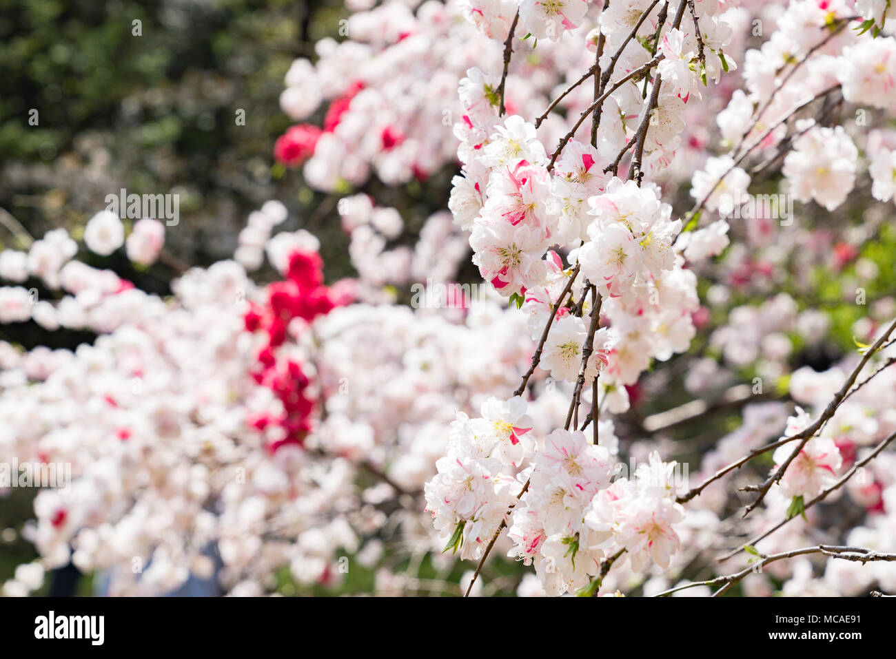 Spring scene, Kinuta Park, Setagaya-Ku, Tokyo, Japan Stock Photo - Alamy