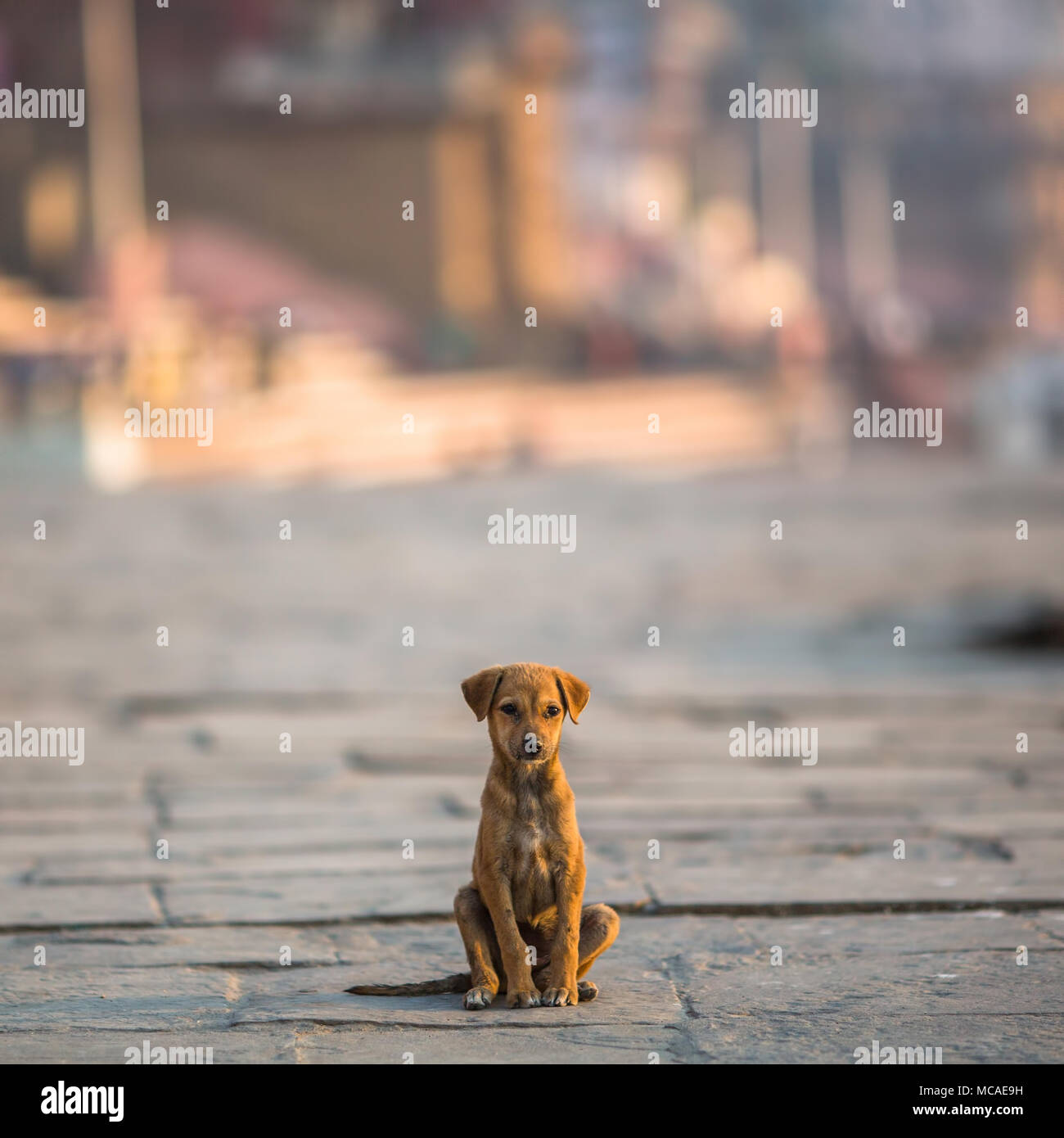 Little dog sitting alone on the street Stock Photo - Alamy