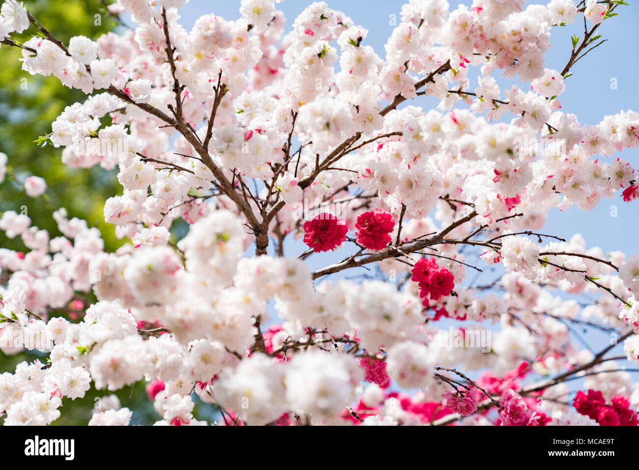 Spring scene, Kinuta Park, Setagaya-Ku, Tokyo, Japan Stock Photo - Alamy