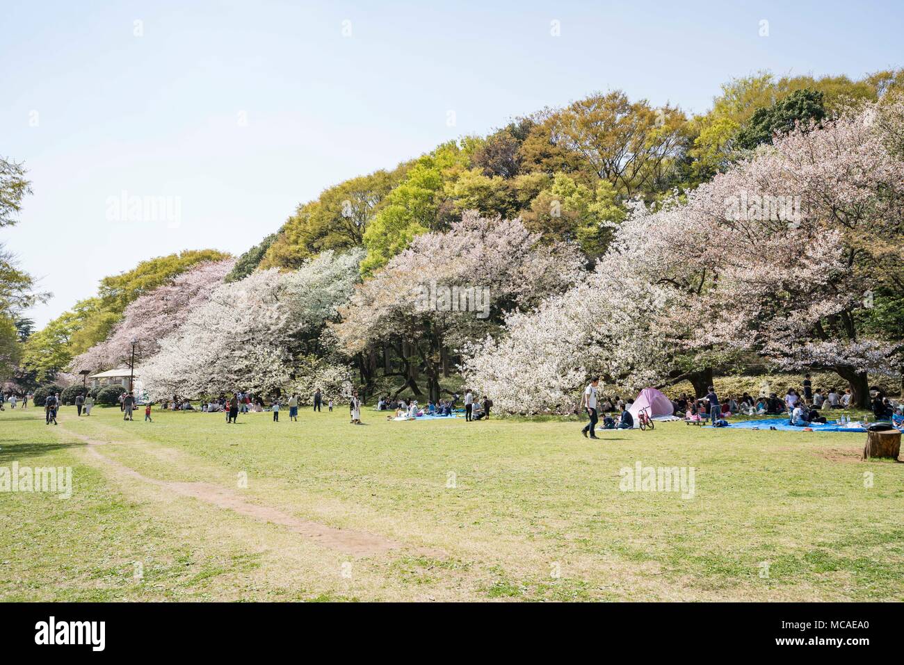 Spring scene, Kinuta Park, Setagaya-Ku, Tokyo, Japan Stock Photo - Alamy