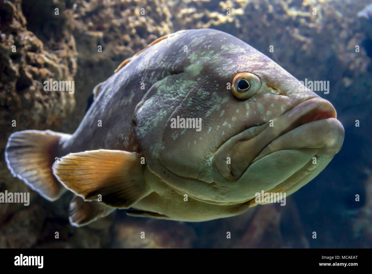 Closeup of grouper mouth hi-res stock photography and images - Alamy