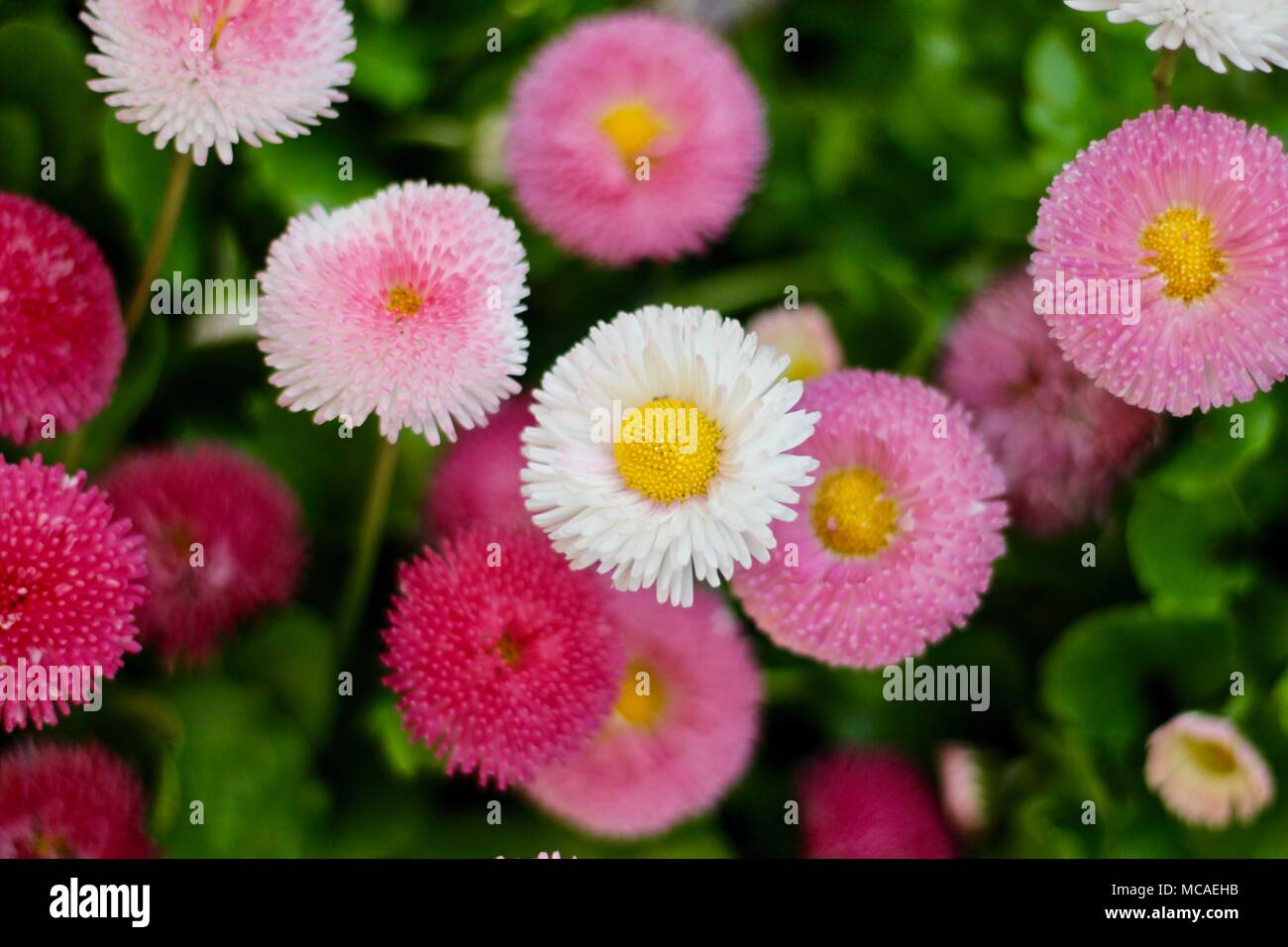 Pink and white flowers Stock Photo - Alamy