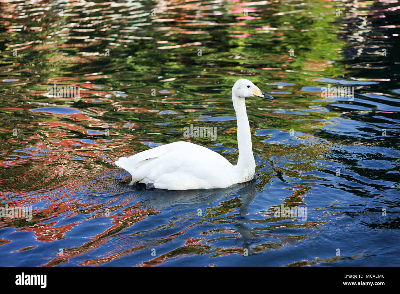 swan swim in black cannel Stock Photo - Alamy