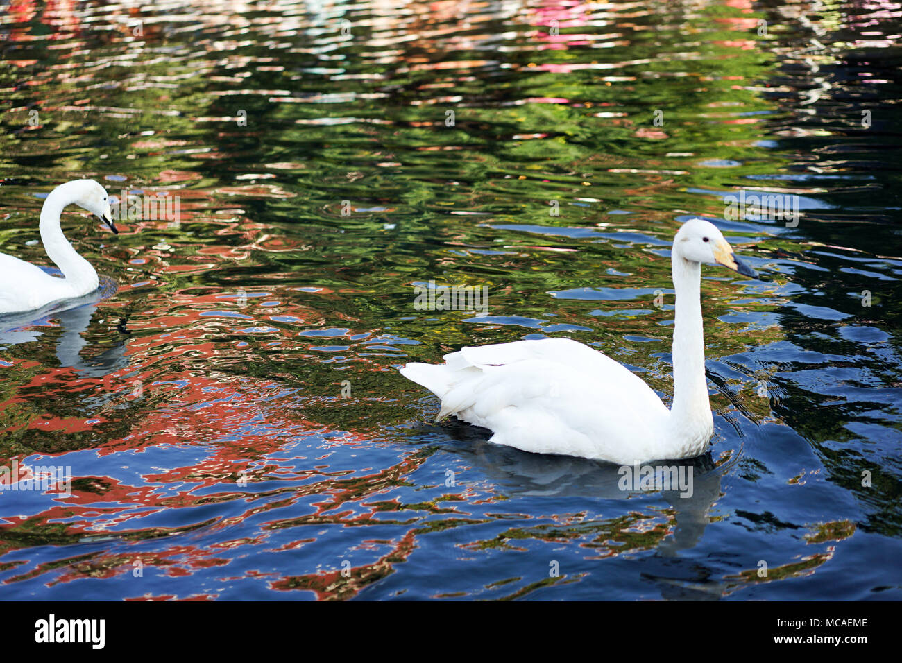 swan swim in black cannel Stock Photo - Alamy