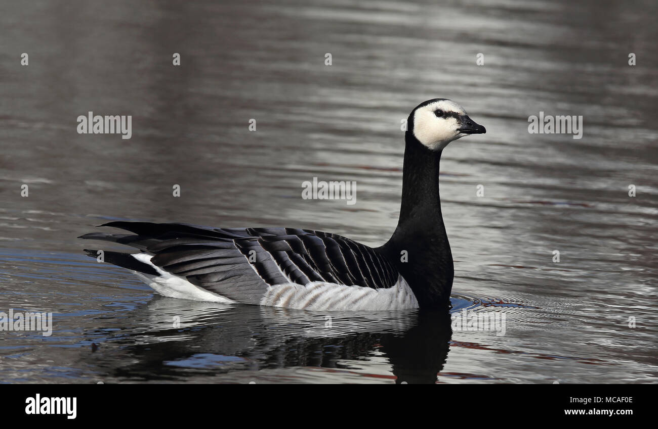 Barnacle goose, swimming Stock Photo - Alamy