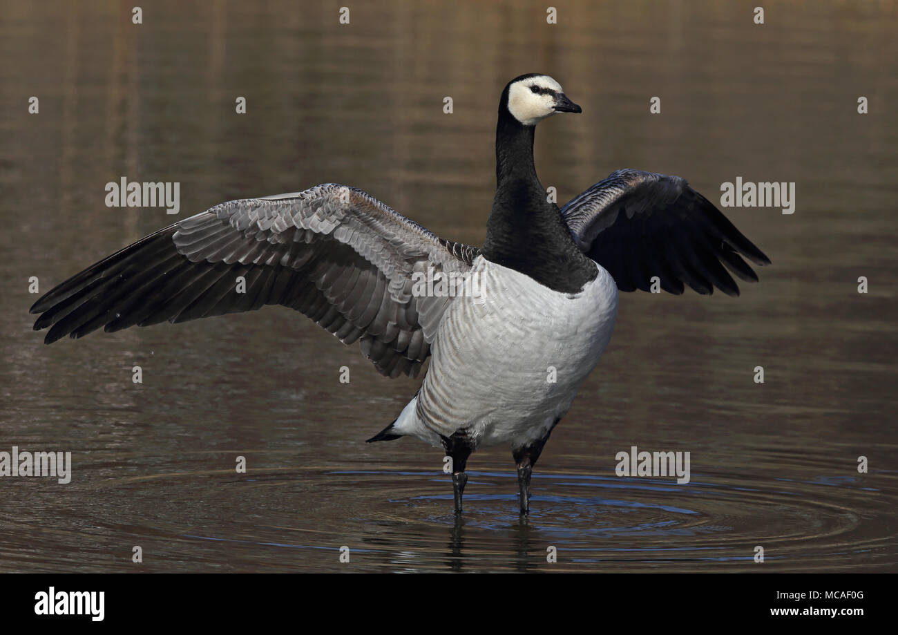Lifted wings hi-res stock photography and images - Alamy