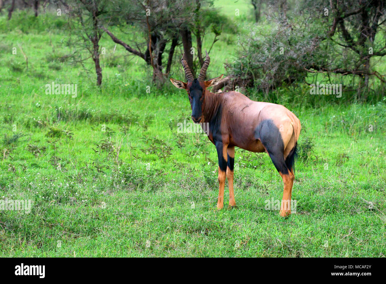 Common tsessebe grazes in savannah Stock Photo - Alamy
