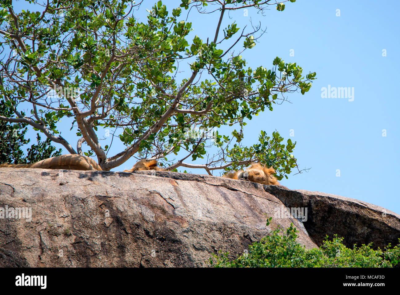 Lions sleep on rock in nature Stock Photo - Alamy