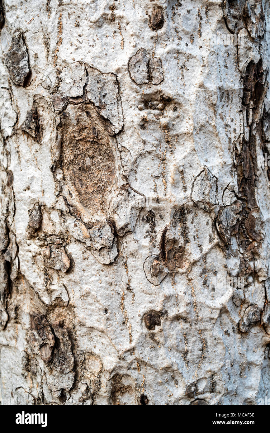 Texture of old white bark Stock Photo - Alamy