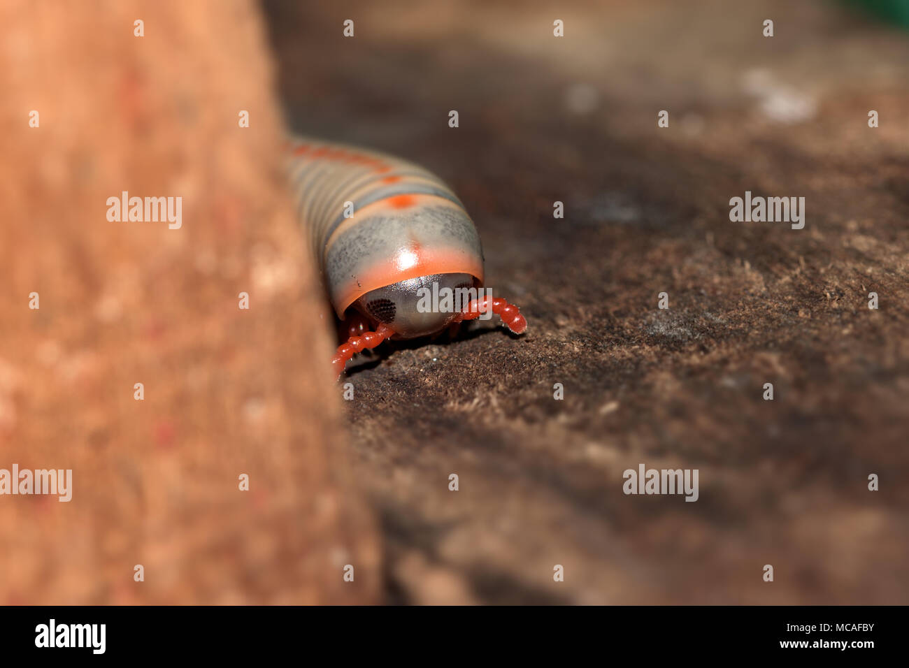 Millipede head hi-res stock photography and images - Alamy