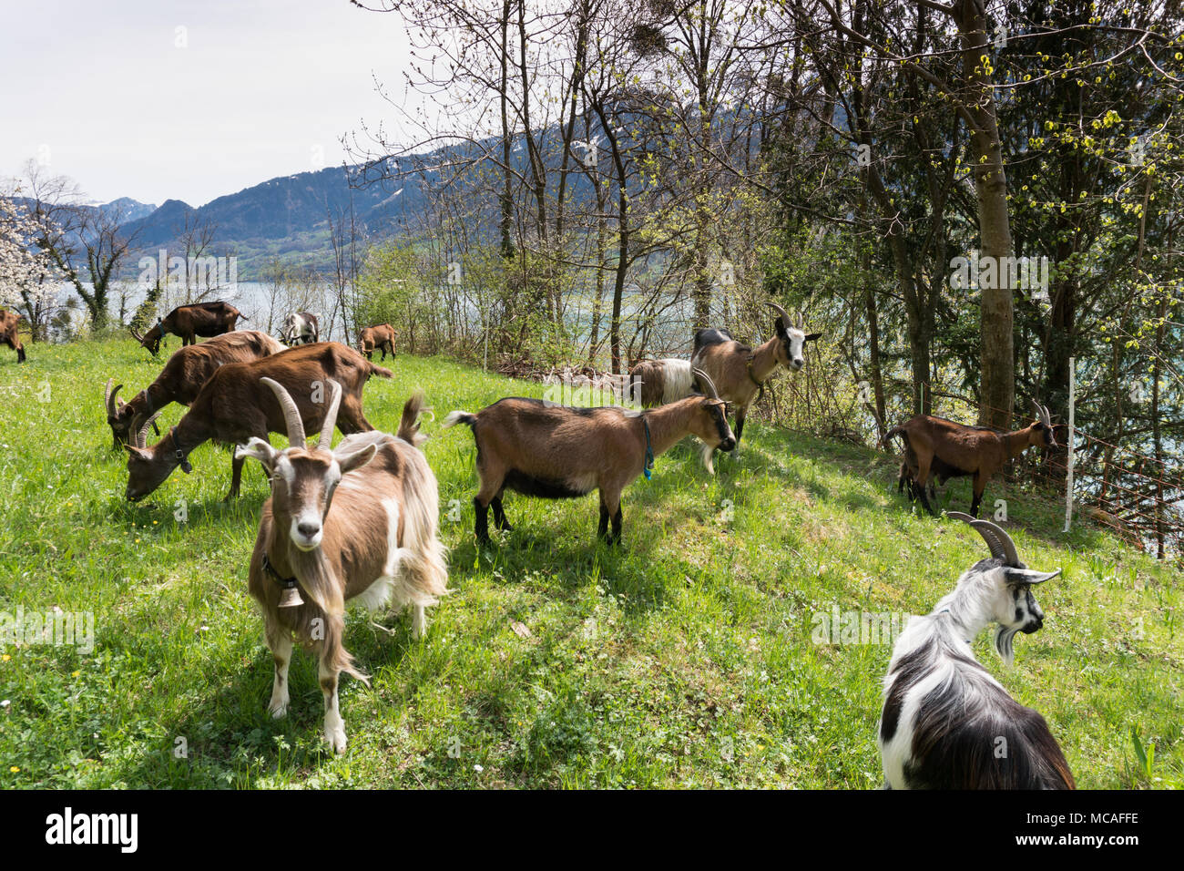 Goat herd swiss hi-res stock photography and images - Alamy