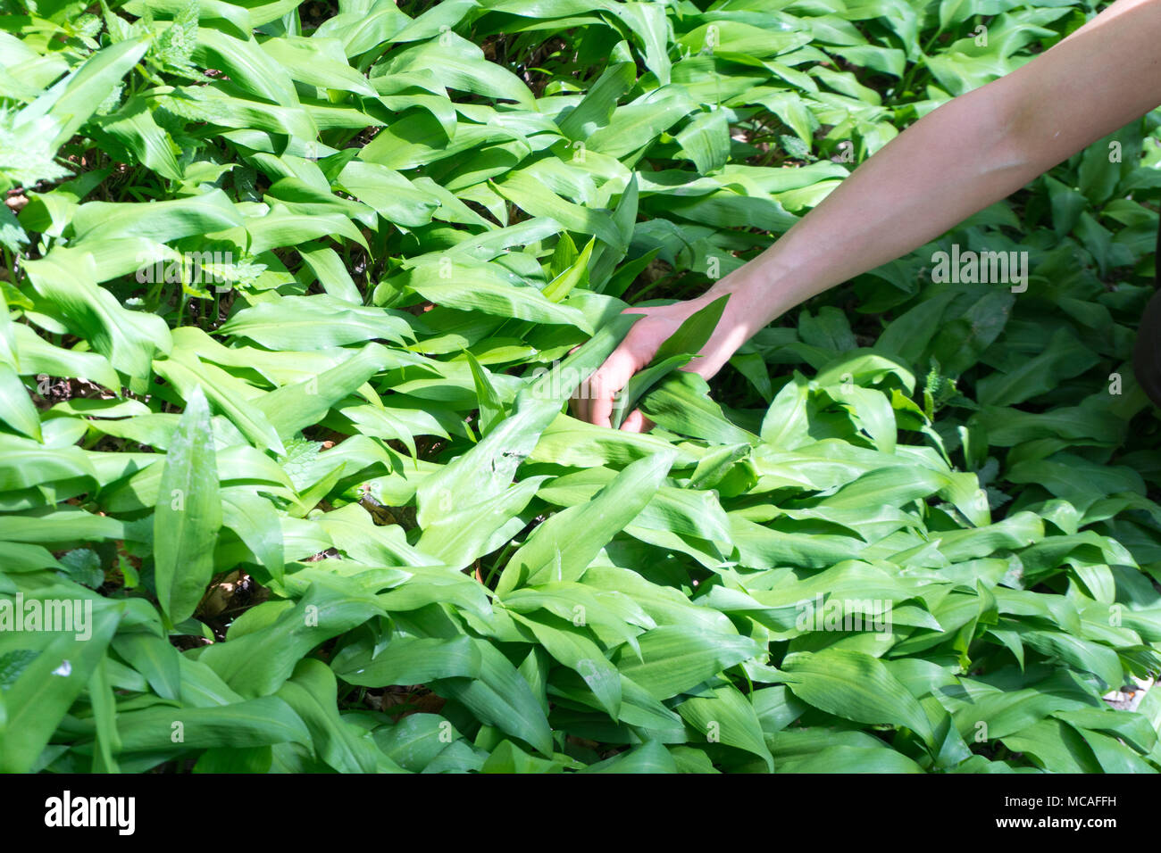 female hand plucking and collecting wild garlic in the forest for ...