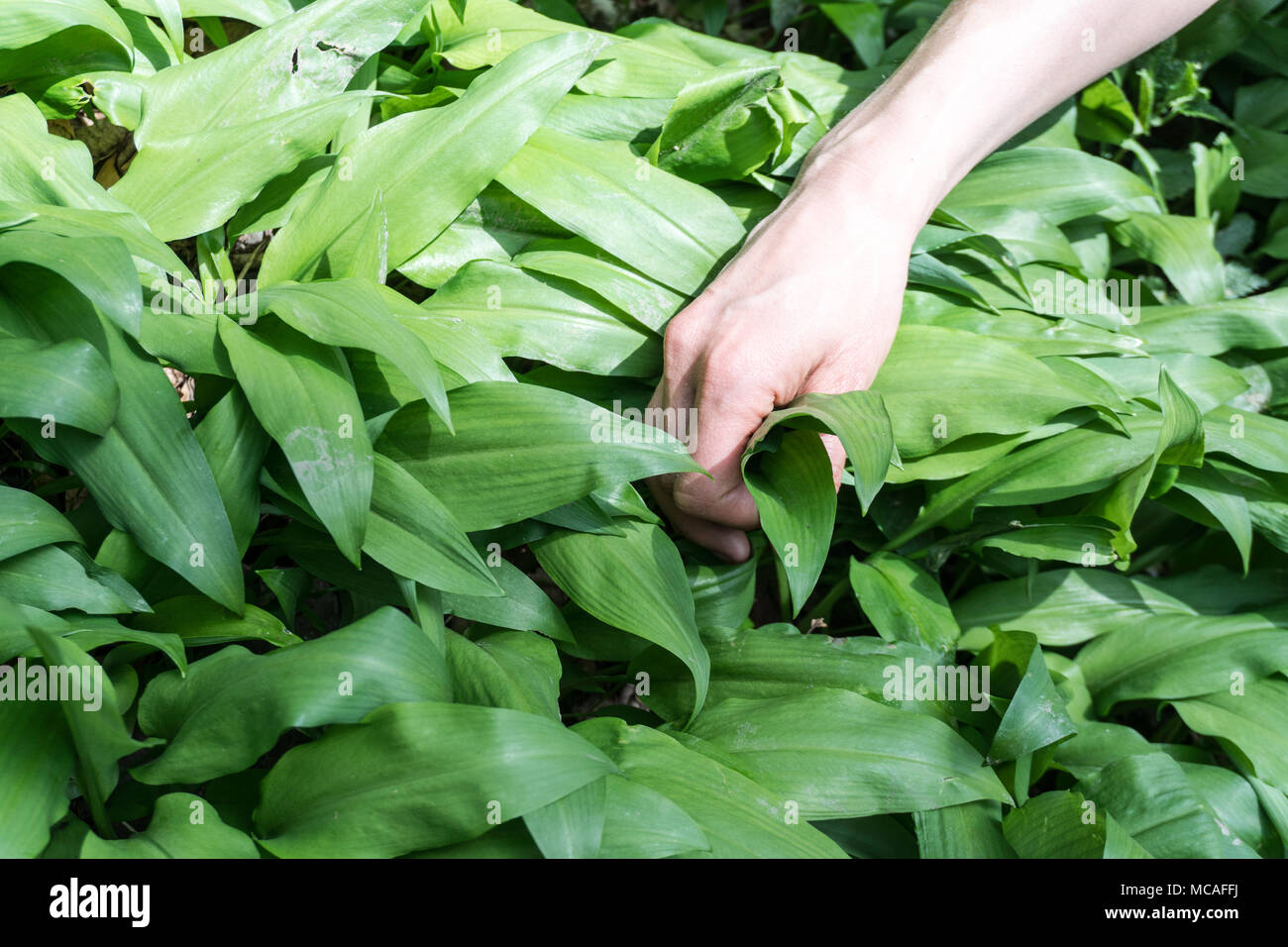 female hand plucking and collecting wild garlic in the forest for ...