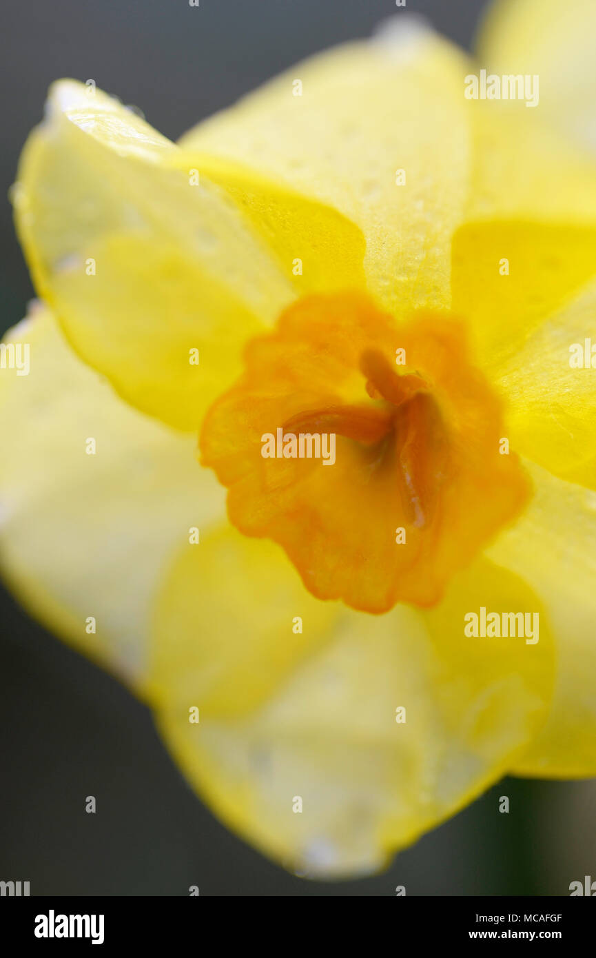 American daffodil hi-res stock photography and images - Alamy