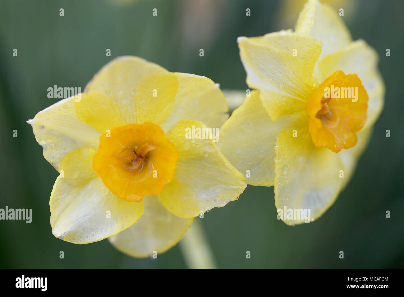 American daffodil hi-res stock photography and images - Alamy