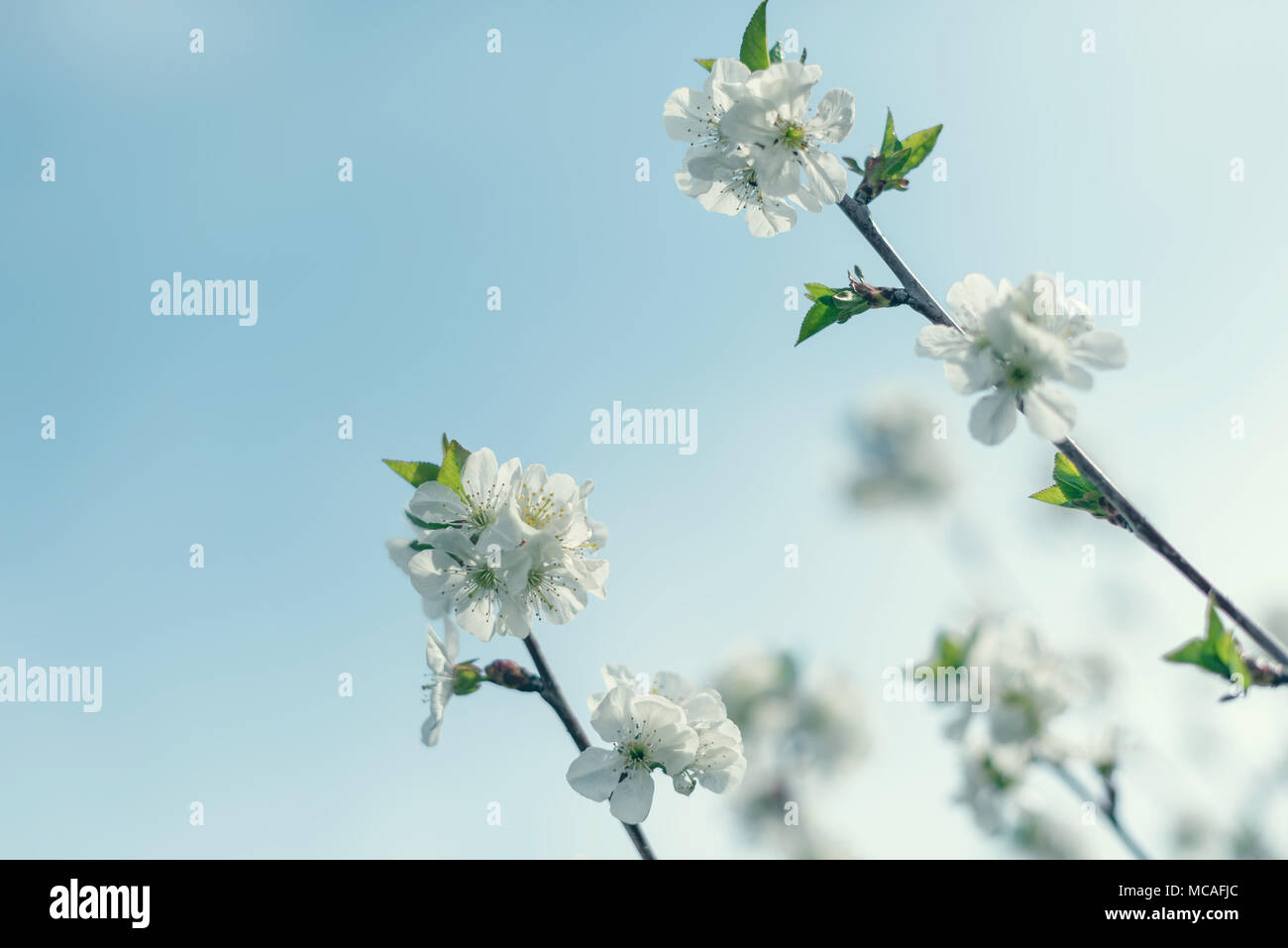 Blooming white flowers trees Stock Photo - Alamy