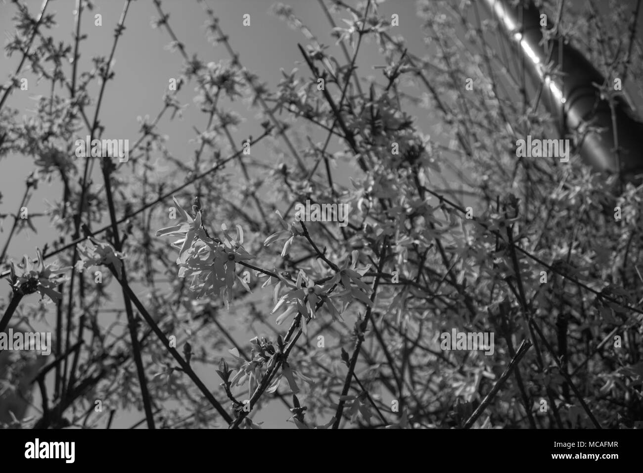 Blurred background fresh green leaves Black and White Stock Photos ...