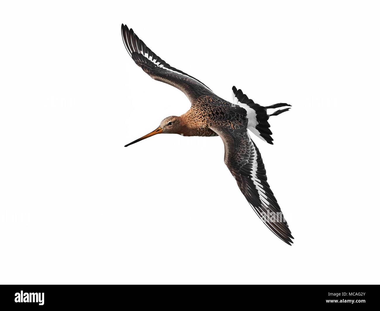 Black-tailed godwit in flight isolated on a white background Stock ...