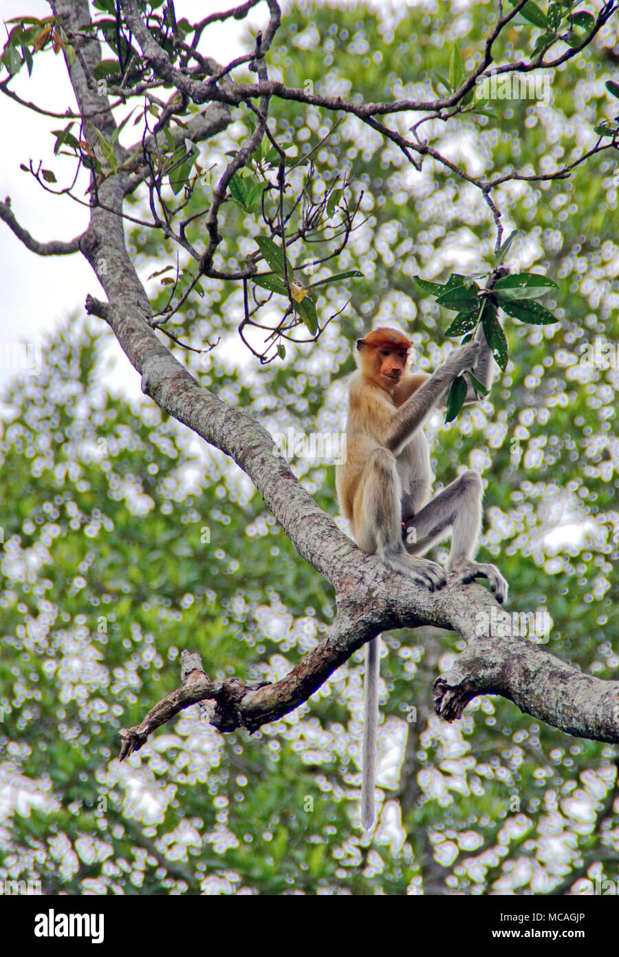 Proboscis monkeys endemic of Borneo island in Malaysia Stock Photo - Alamy