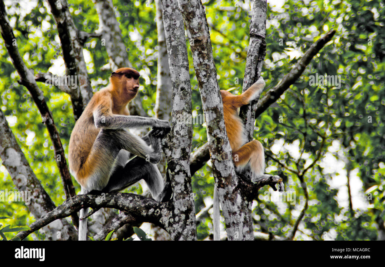 Proboscis monkeys brunei hi-res stock photography and images - Alamy
