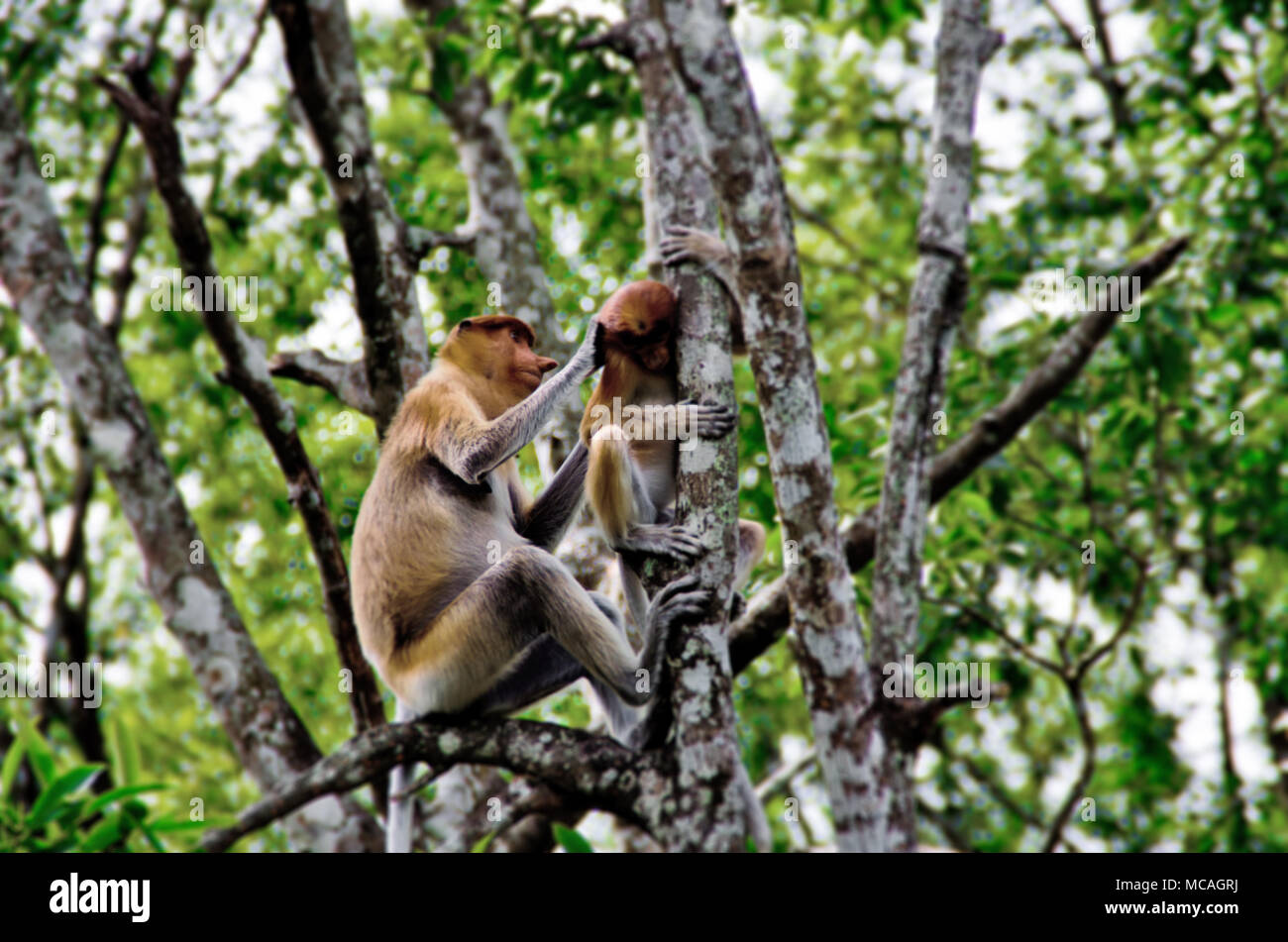Proboscis Monkeys Brunei Stock Photos & Proboscis Monkeys Brunei Stock ...