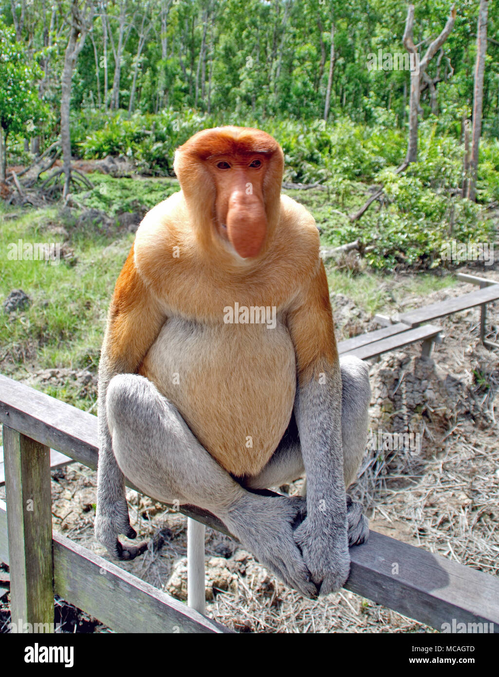 Proboscis monkeys brunei hi-res stock photography and images - Alamy