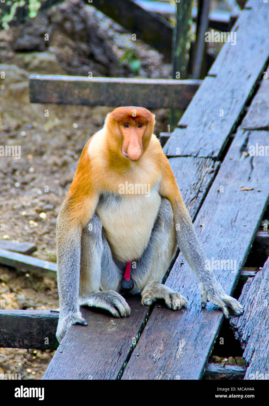 Proboscis monkeys endemic of Borneo island in Malaysia Stock Photo - Alamy