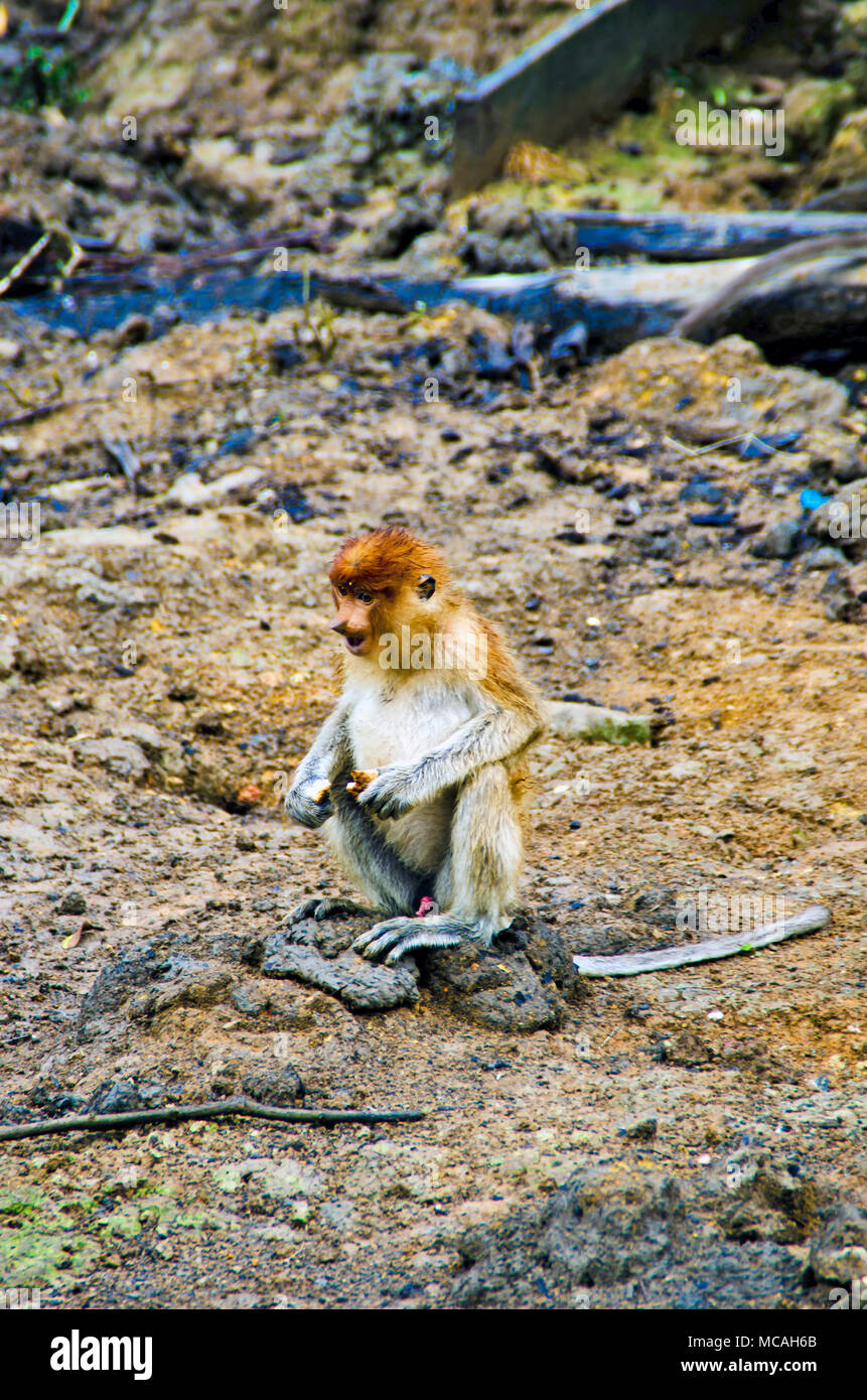 Proboscis Monkeys Brunei High Resolution Stock Photography and Images ...
