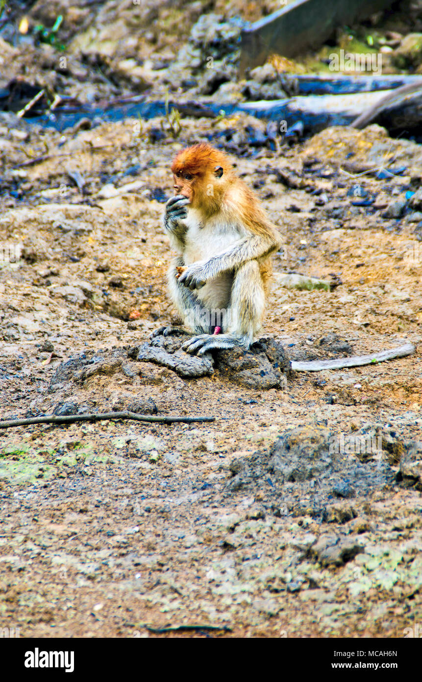 Proboscis monkeys endemic of Borneo island in Malaysia Stock Photo - Alamy