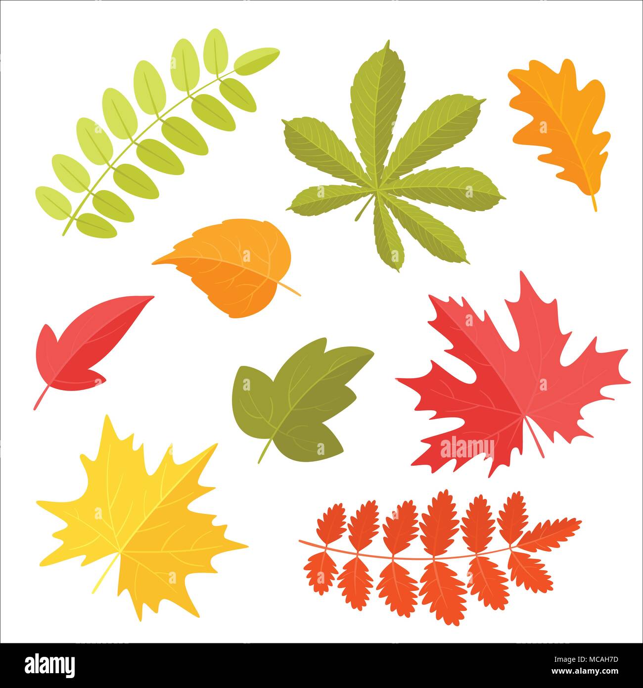 Vector cartoon style set of autumn leaves, isolated on white background ...