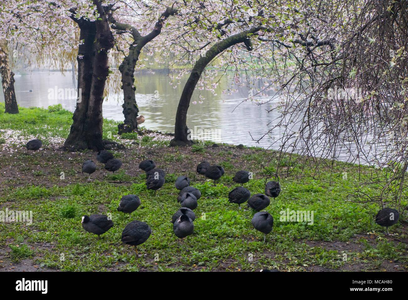 A collection of moorhens and coots in St James Park under a cherry tree ...