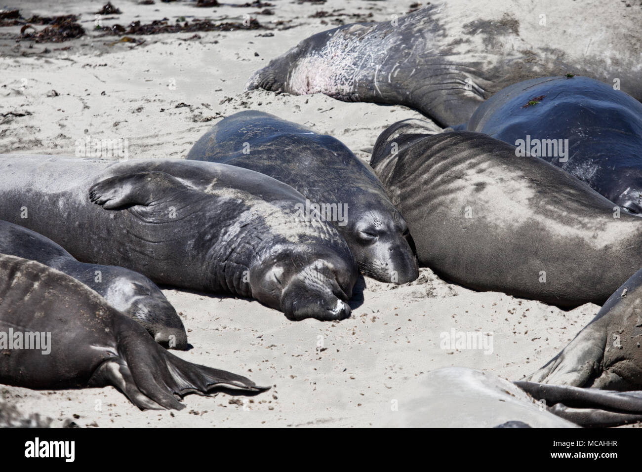 Elephant seal rookery piedras blancas hi-res stock photography and ...