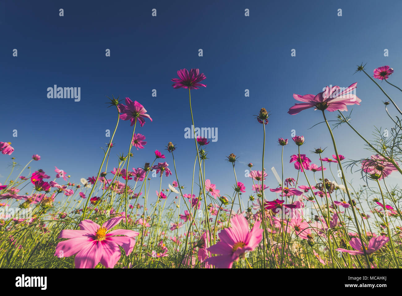 Cosmos flower background hi-res stock photography and images - Alamy