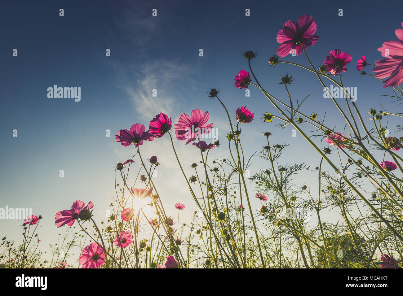 Beautiful cosmos flower sunrise hi-res stock photography and images - Alamy