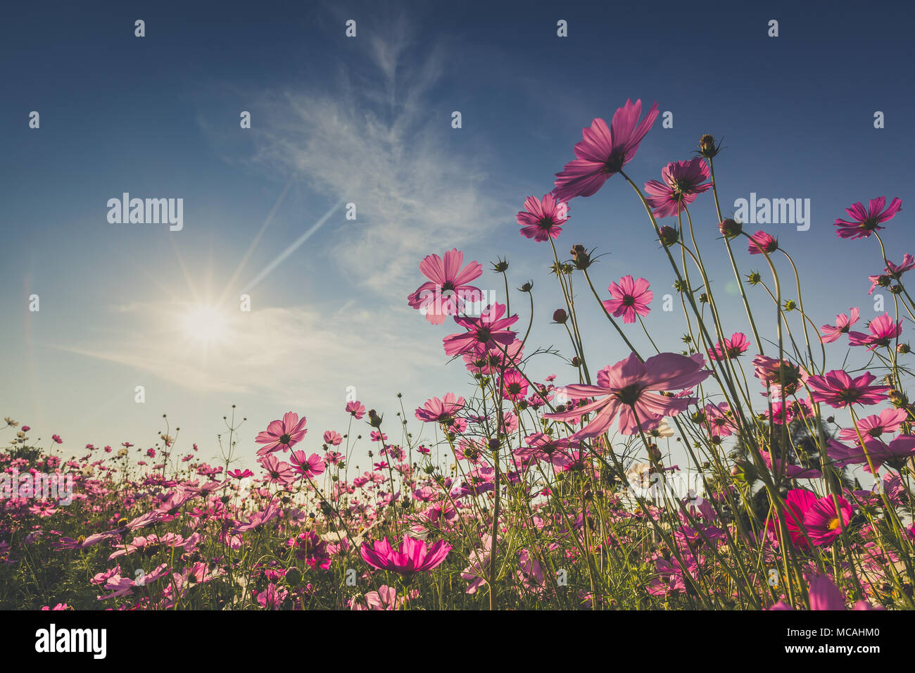 Beautiful cosmos hi-res stock photography and images - Alamy