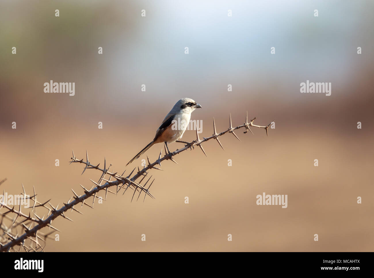 The long-tailed shrike or rufous-backed shrike is a member of the bird ...