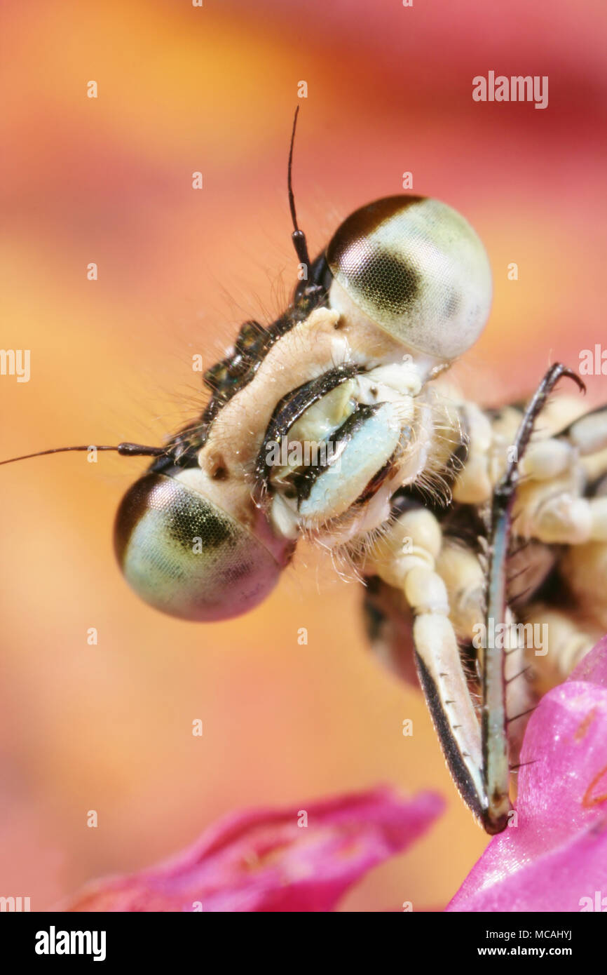 Damsel fly art hi-res stock photography and images - Alamy