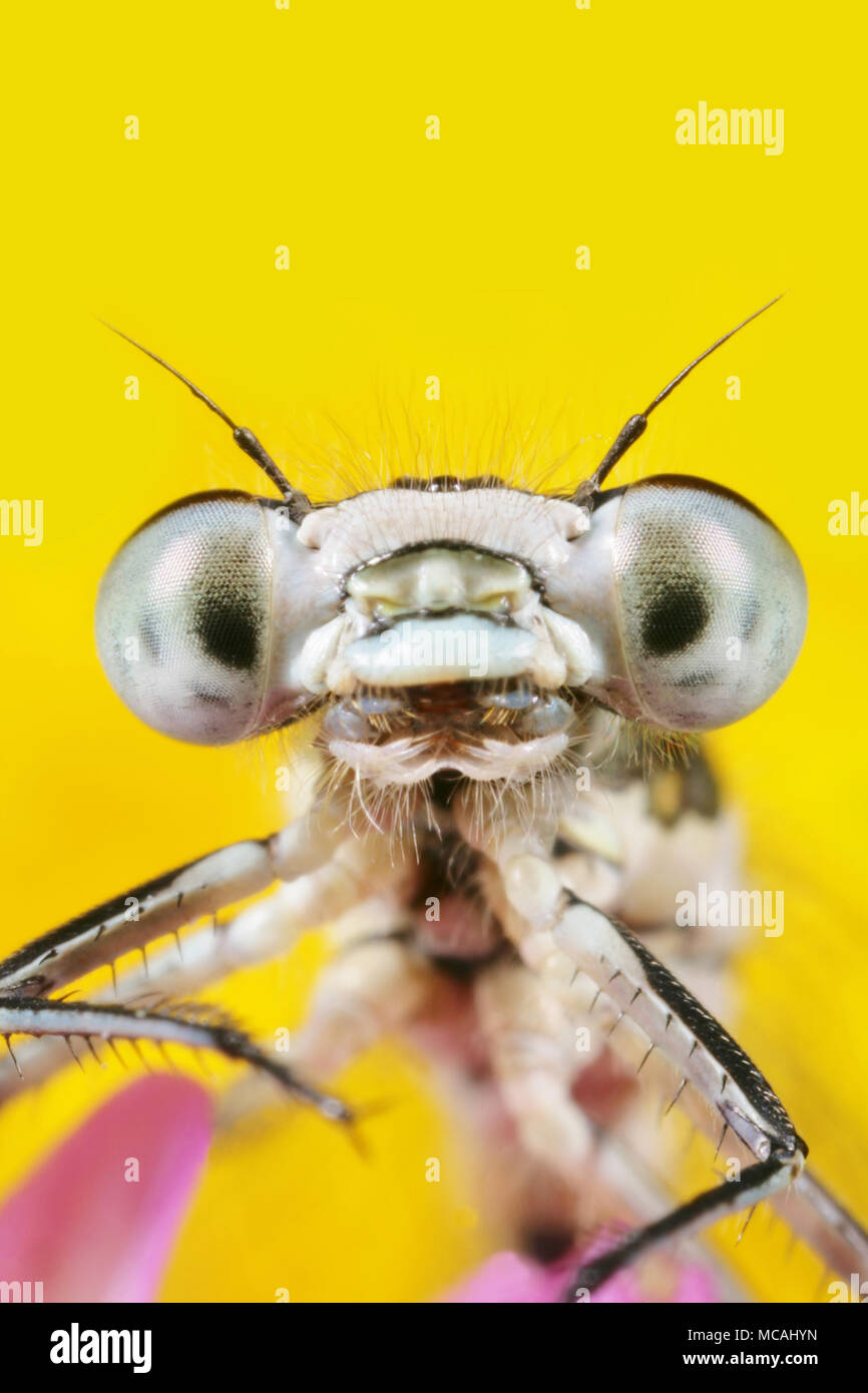 Big eyed bug hi-res stock photography and images - Alamy