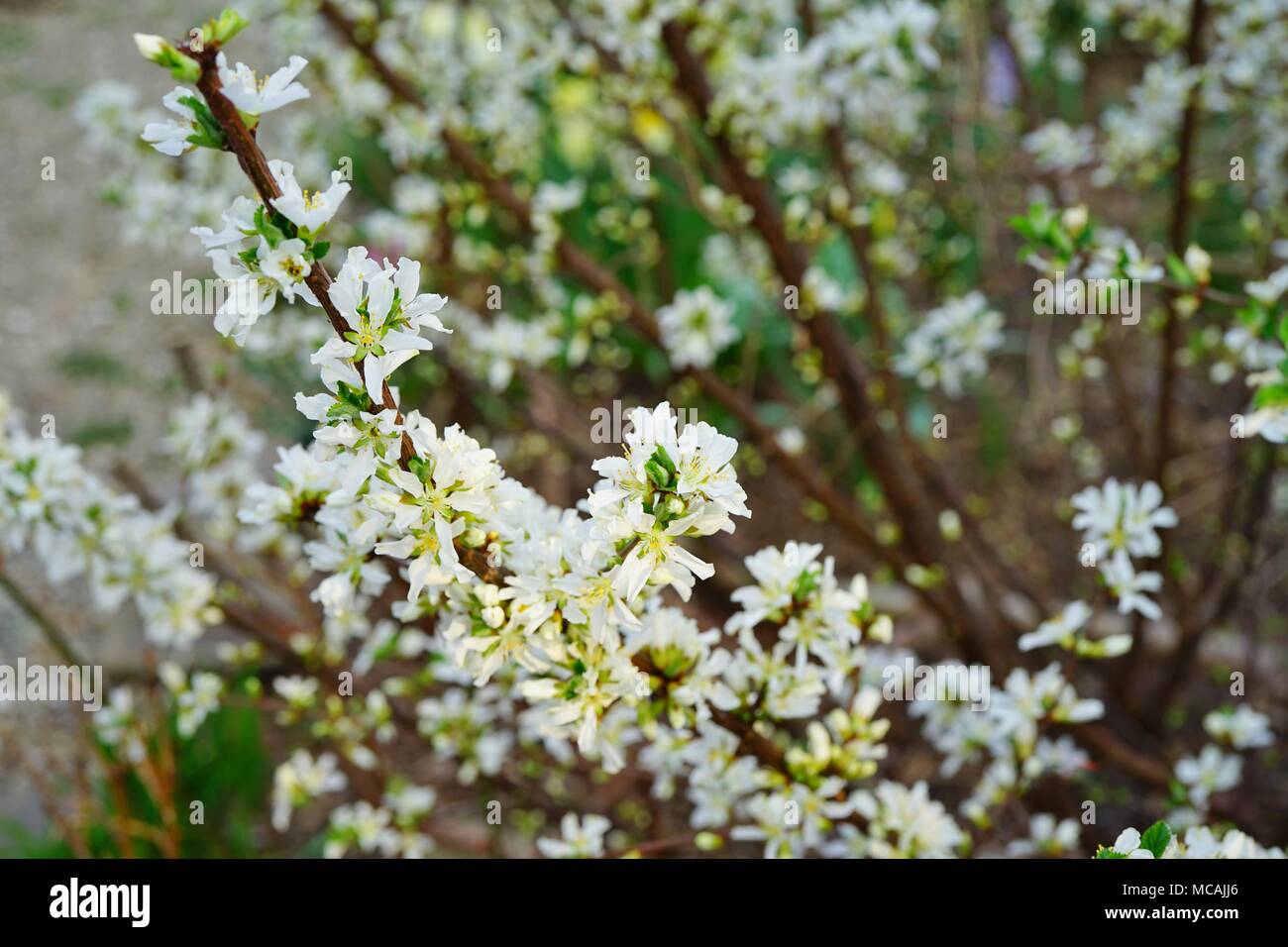 Prunus japonica hi-res stock photography and images - Alamy