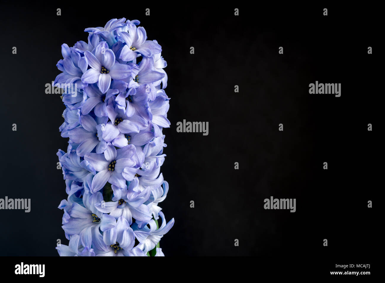 flower plant hyacinth on a colored background Stock Photo - Alamy