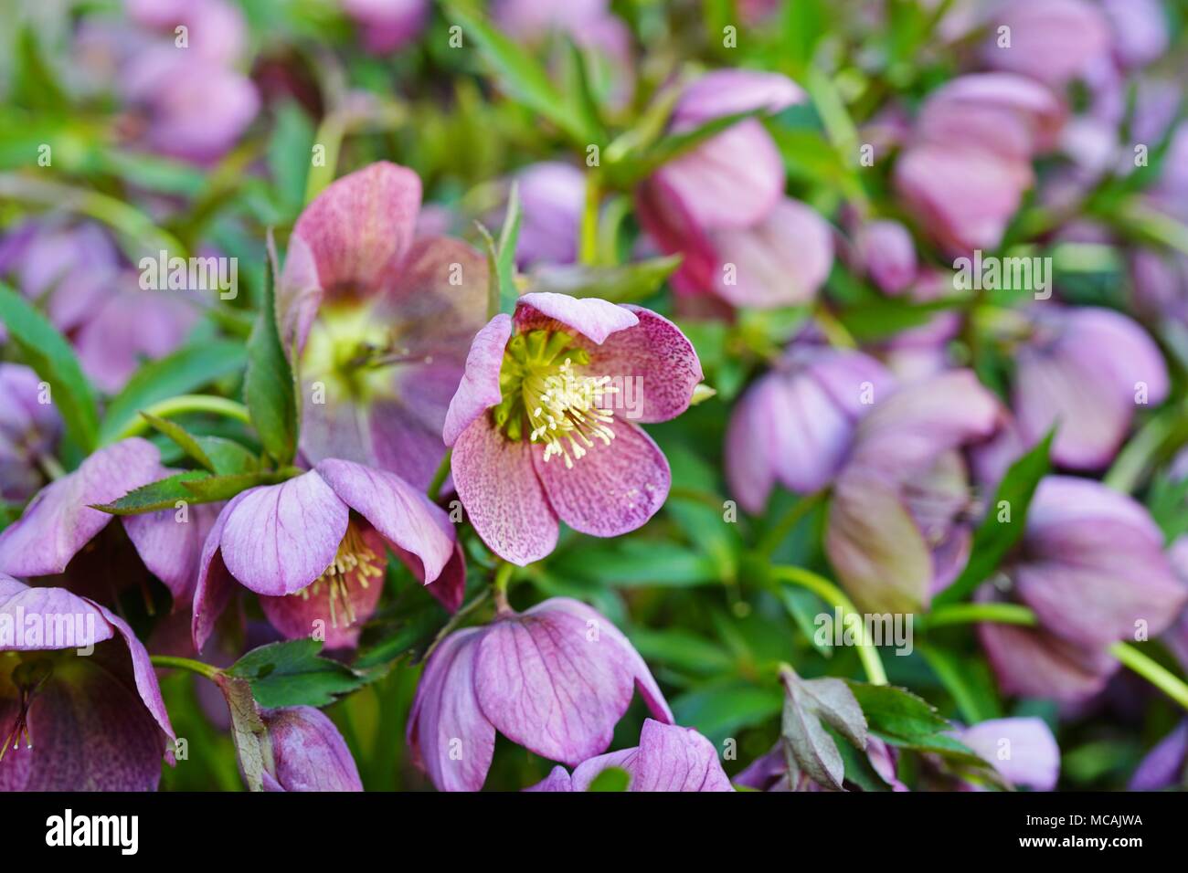 Purple hellebore flower of the helleborus hybridus (Christmas or Lenten ...