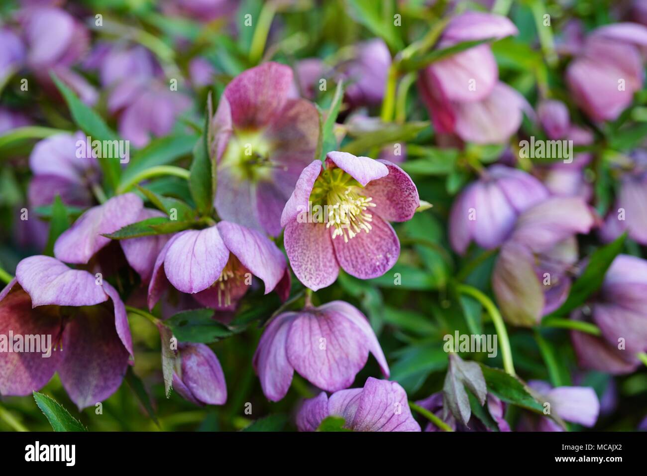 Purple hellebore flower of the helleborus hybridus (Christmas or Lenten ...