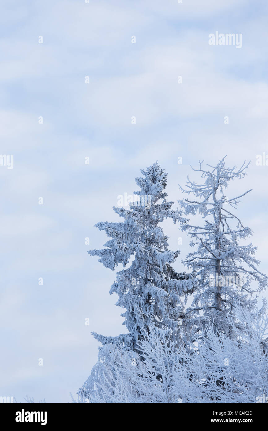 Trees covered in snow Stock Photo - Alamy