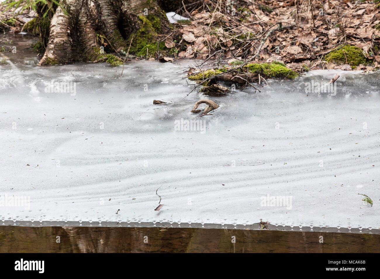 Serene forest stream spring hi-res stock photography and images - Alamy