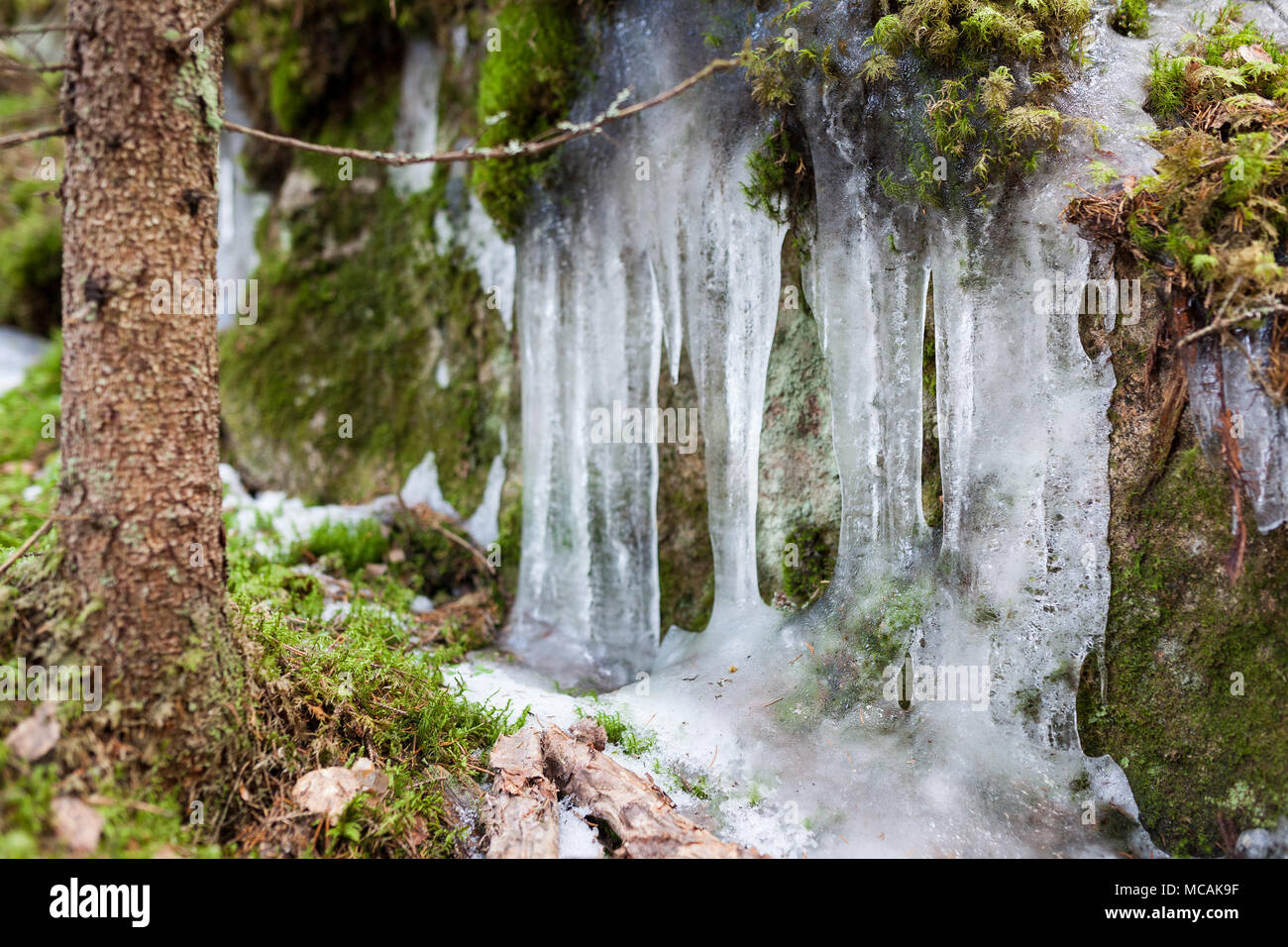 Ice forest hi-res stock photography and images - Alamy