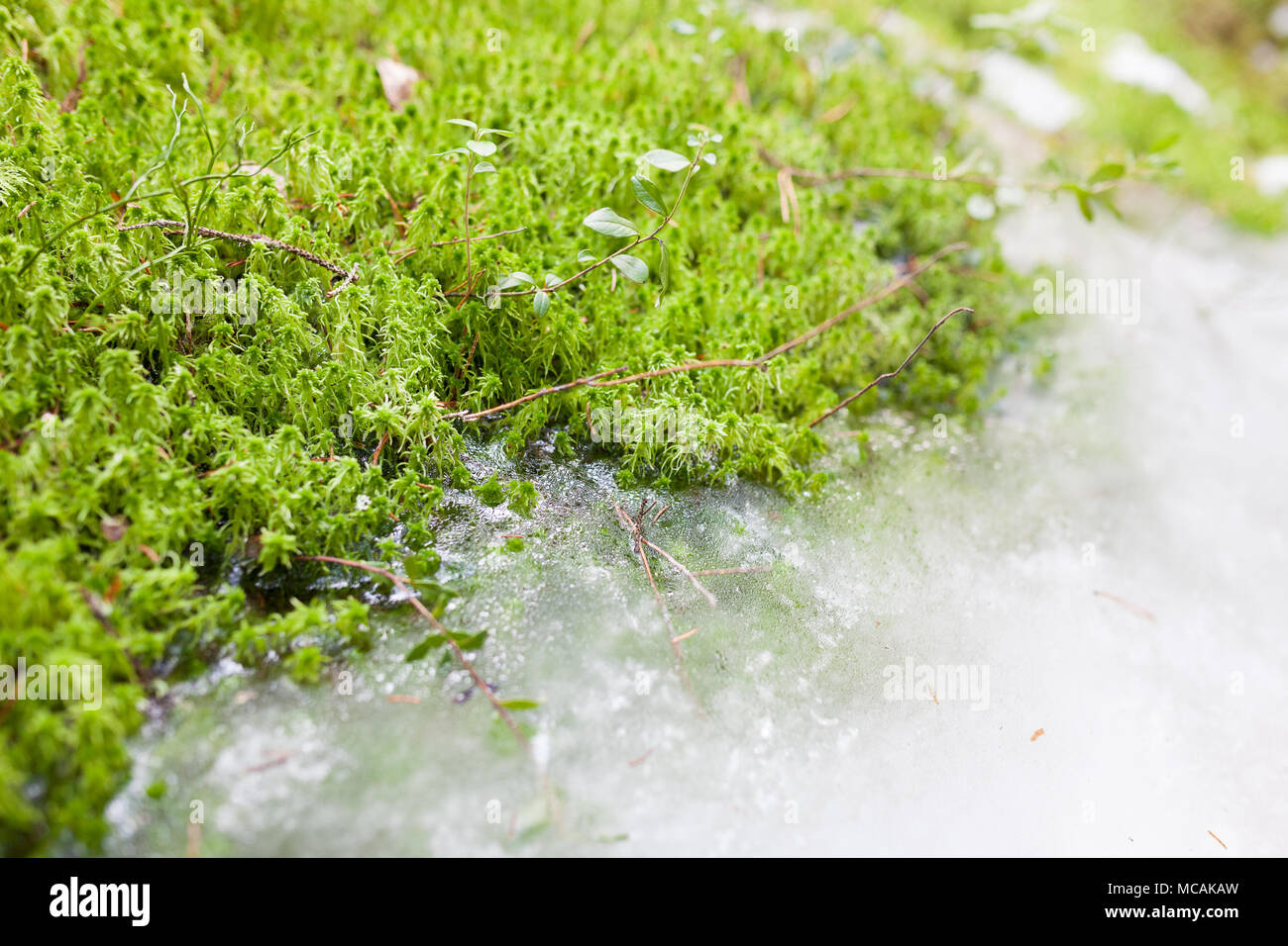Moss ice hi-res stock photography and images - Alamy