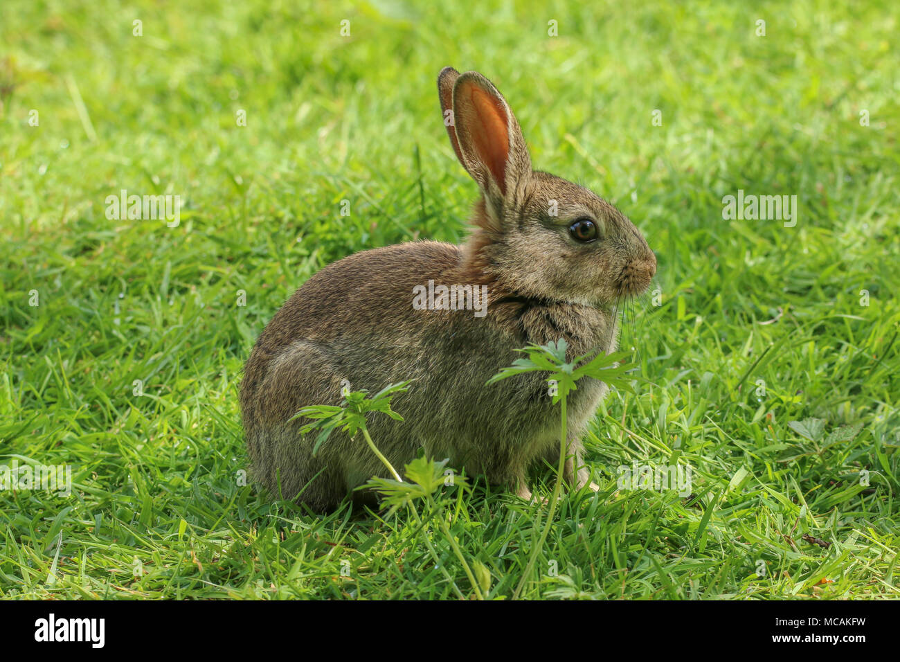 baby wild rabbit in a field in wales in the united kingdom uk Stock ...